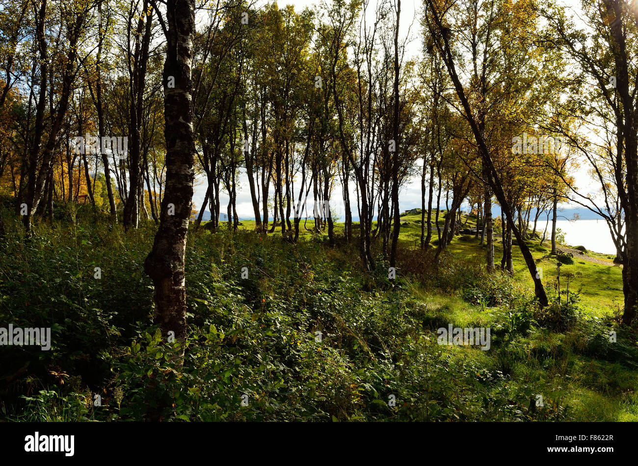 colorful autumn forest and hiking trail in nature Stock Photo - Alamy