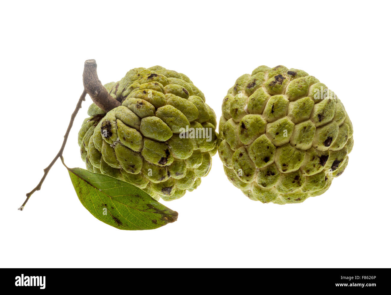Asian famous Noni fruit isolated Stock Photo - Alamy