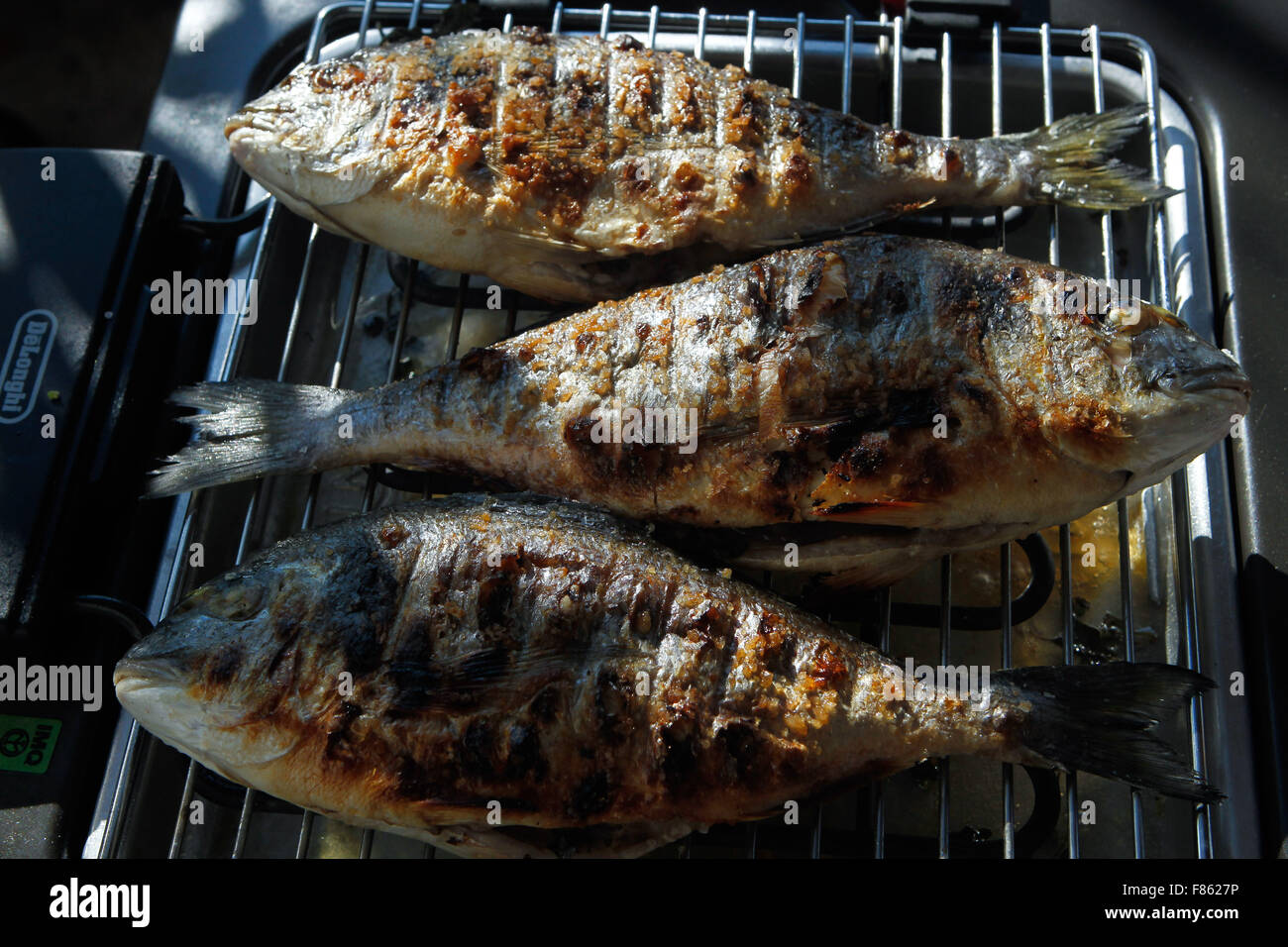 Gilthead Gilthead Seabream Sparus auratus Stock Photo - Alamy