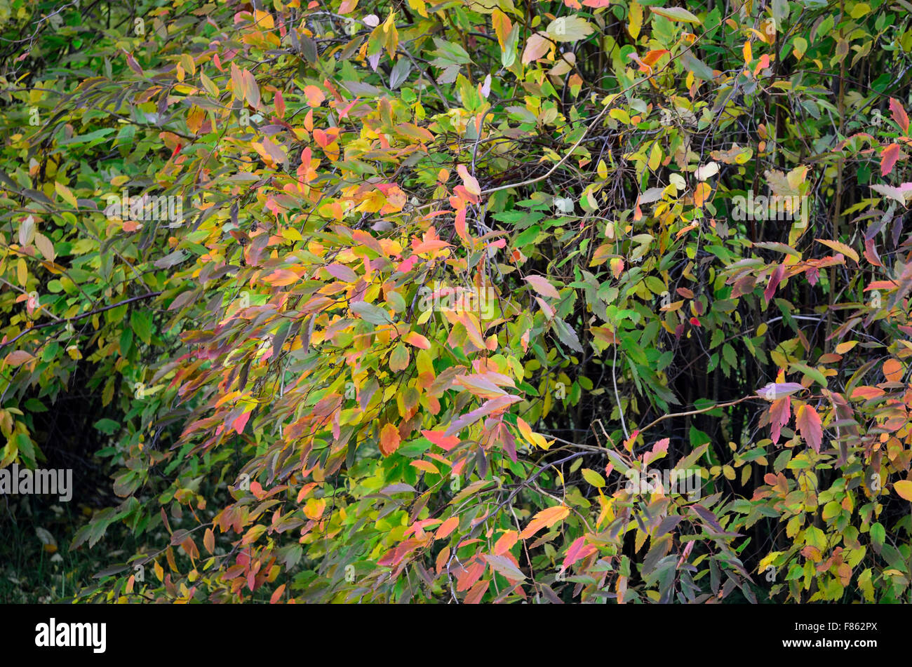 many colours on bush in autumn Stock Photo - Alamy