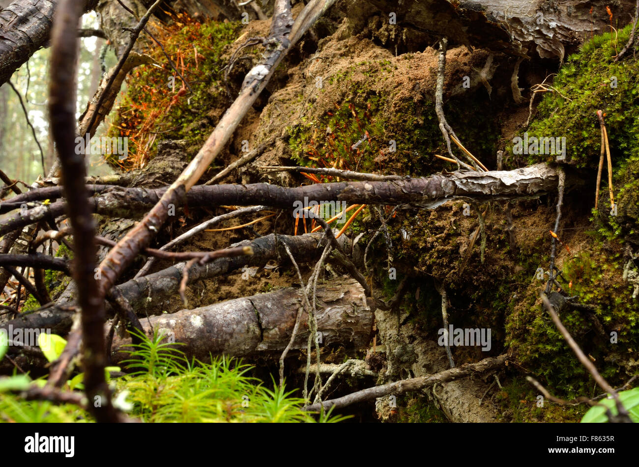 tree root toppled over Stock Photo - Alamy