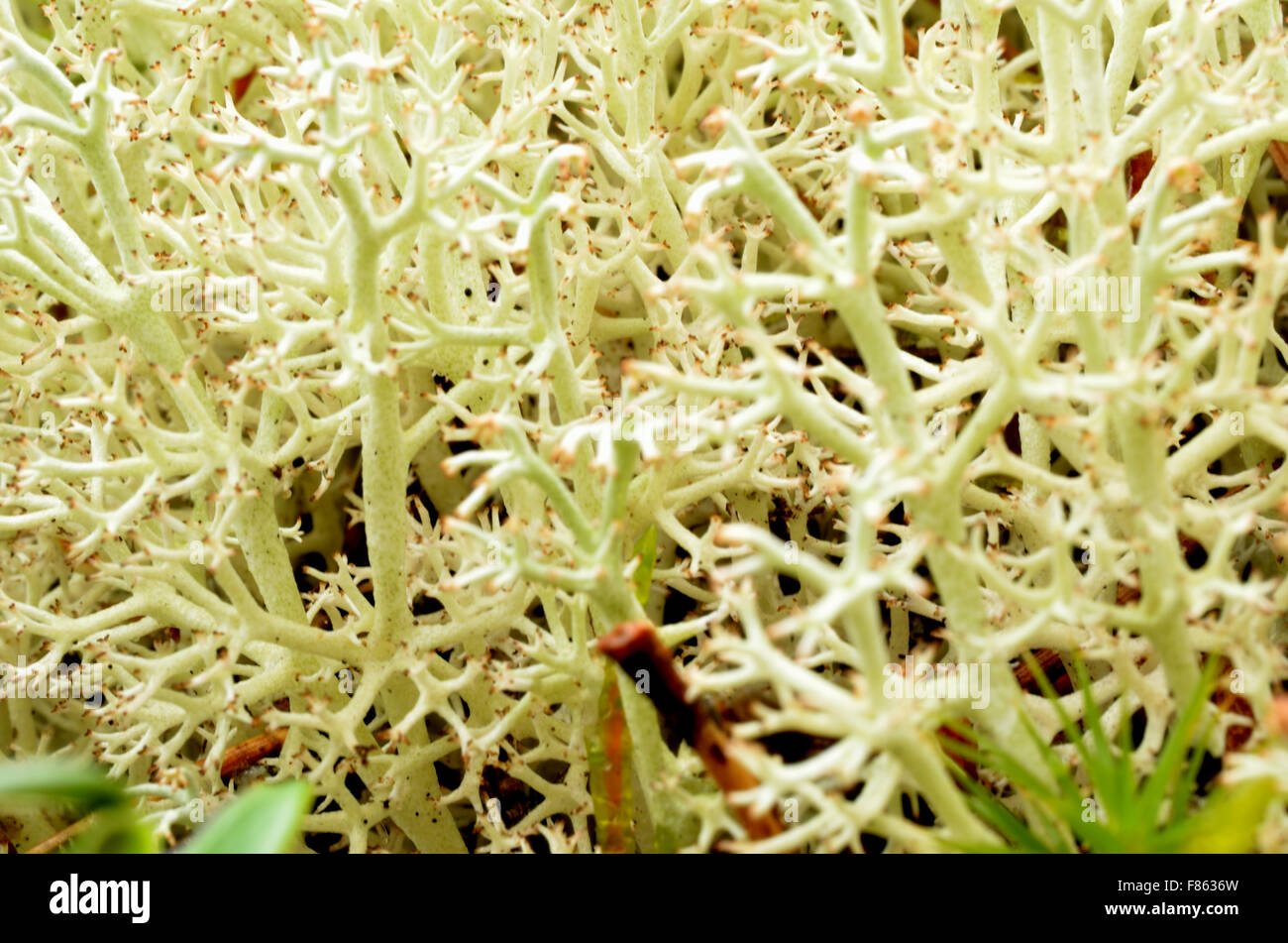 soft lush white moss with small red tips in arctic circle autumn forest ...