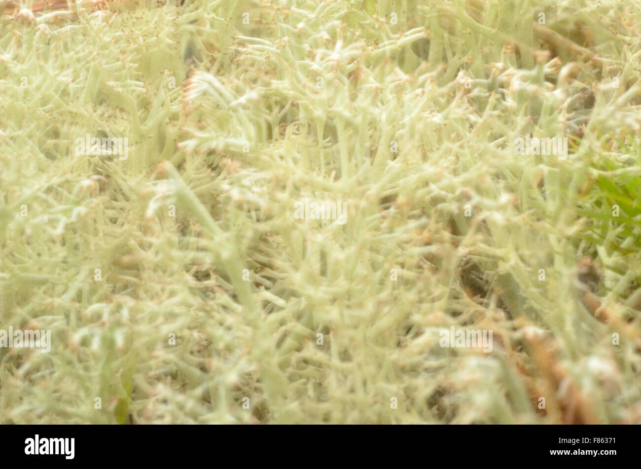 Cibrant hi-res stock photography and images - Alamy