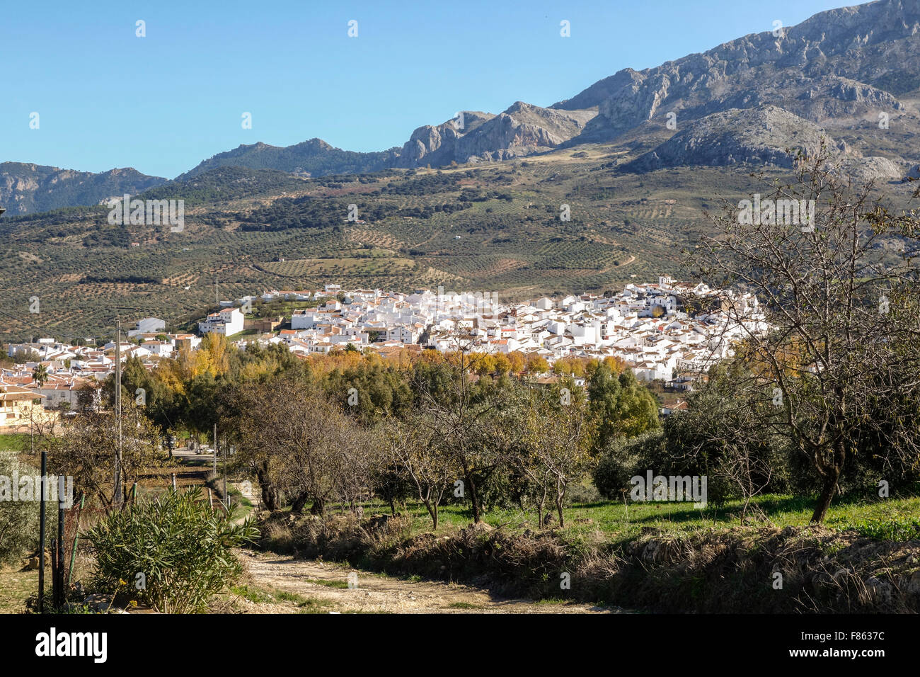 White andalusian village El Burgo in Sierra de las Nieves, olive ...
