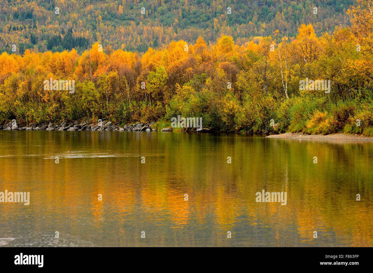 strong colourful autumn forest with reflection on river surface Stock ...