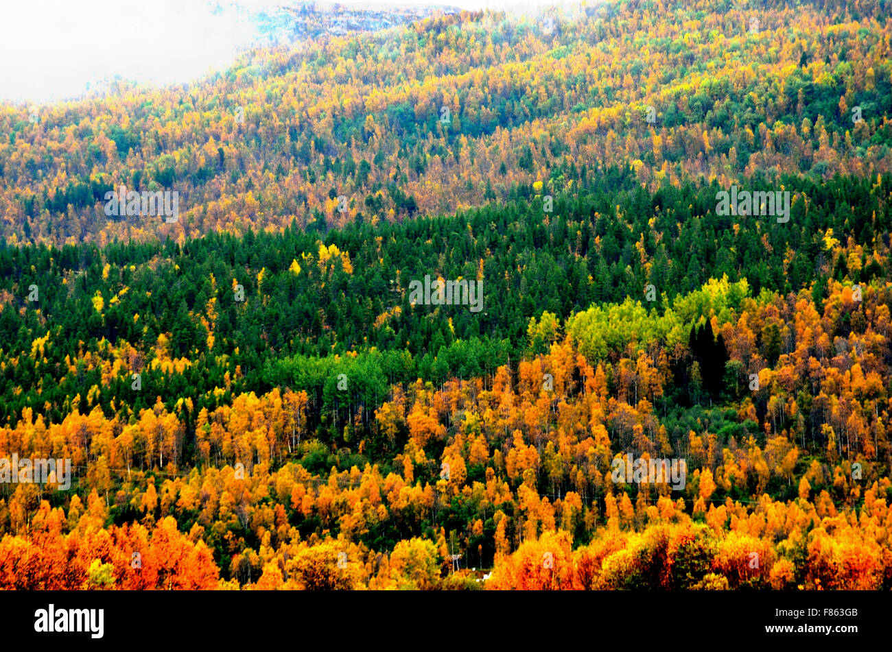 deep colorful forest with many colors in autumn Stock Photo - Alamy