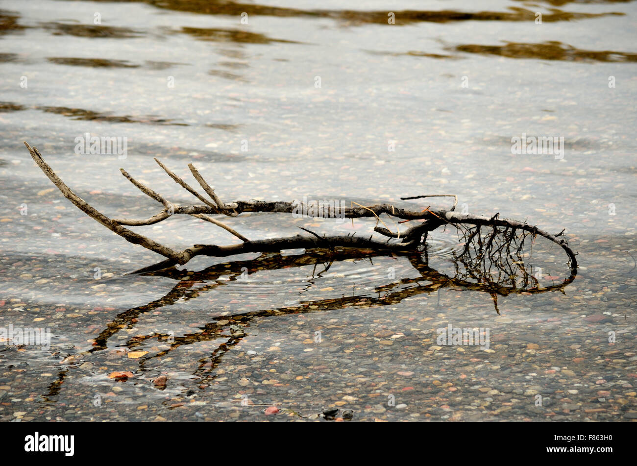 tree branch on riverside Stock Photo - Alamy