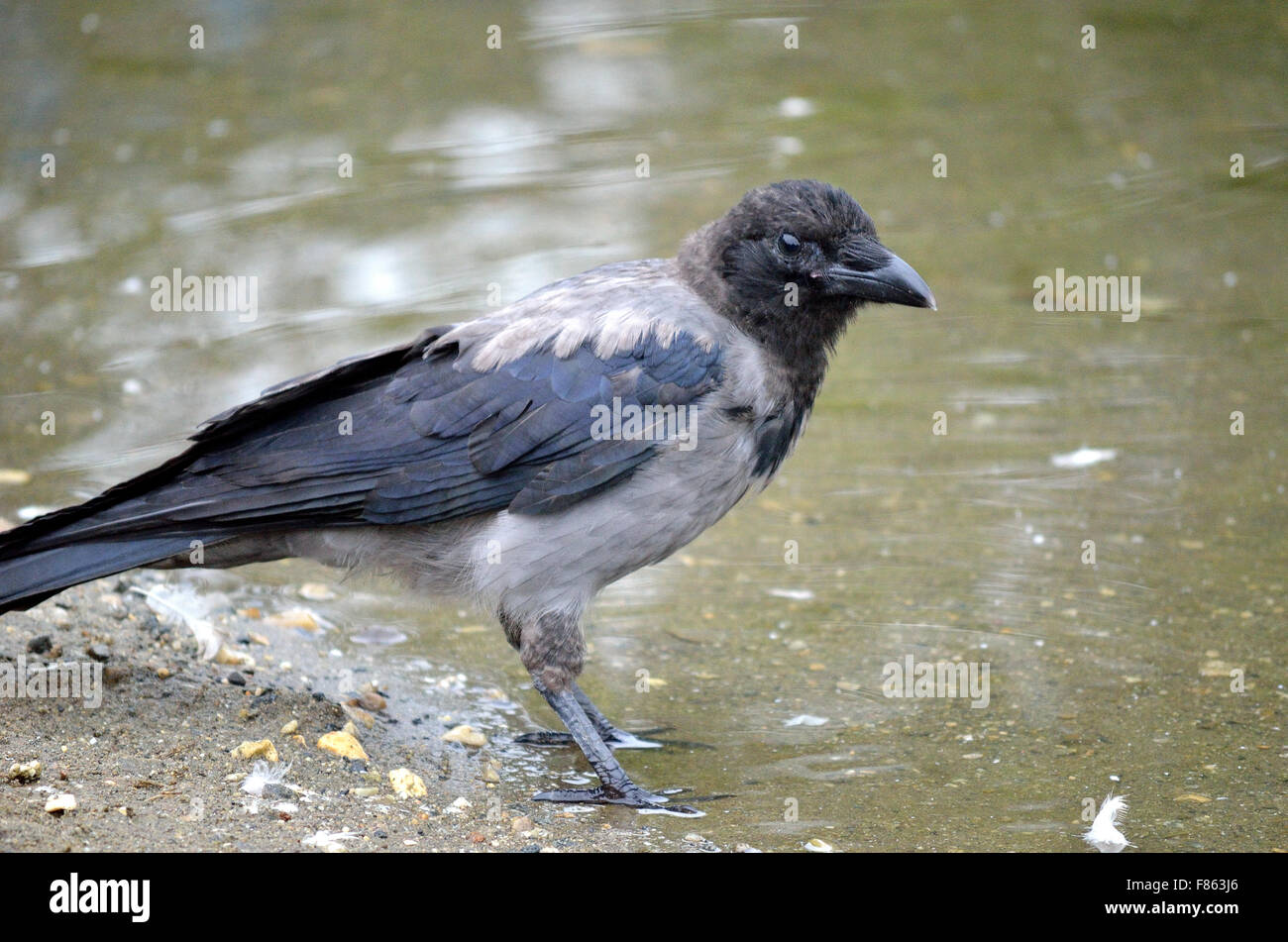 crow on pond shore Stock Photo - Alamy