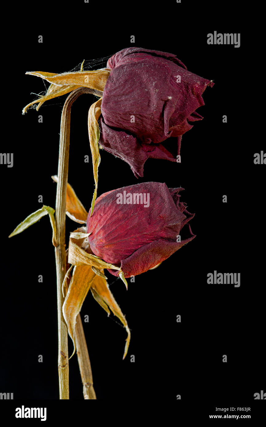 Dry dead roses on a black background Stock Photo - Alamy