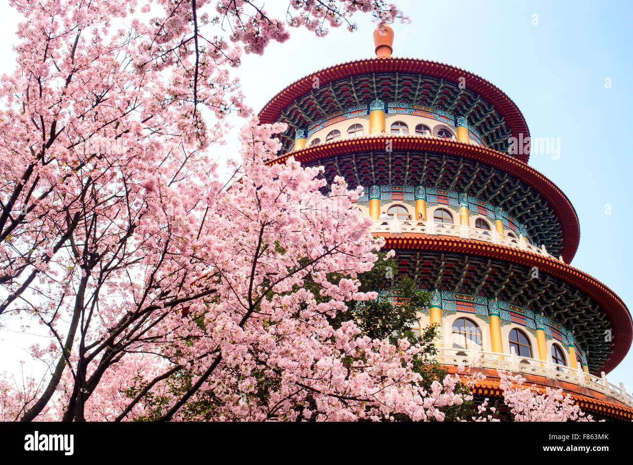 The Beautiful Sakura Garden in Taipei, Taiwan Stock Photo - Alamy