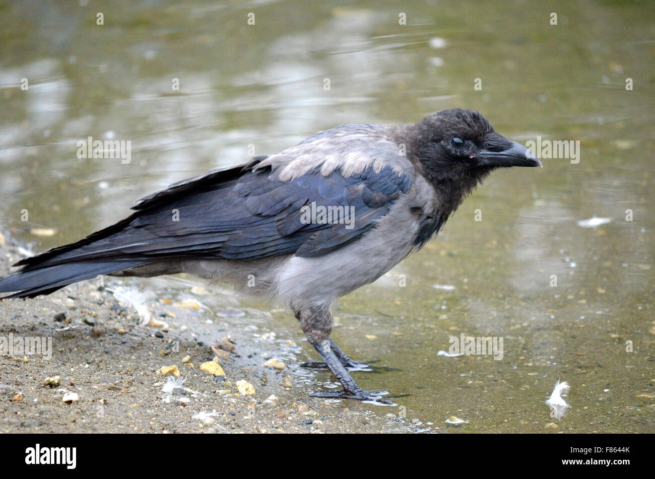 crow on pond shore Stock Photo - Alamy