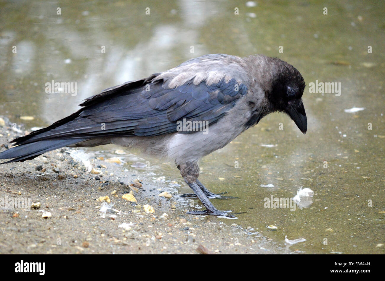 crow on pond shore Stock Photo - Alamy