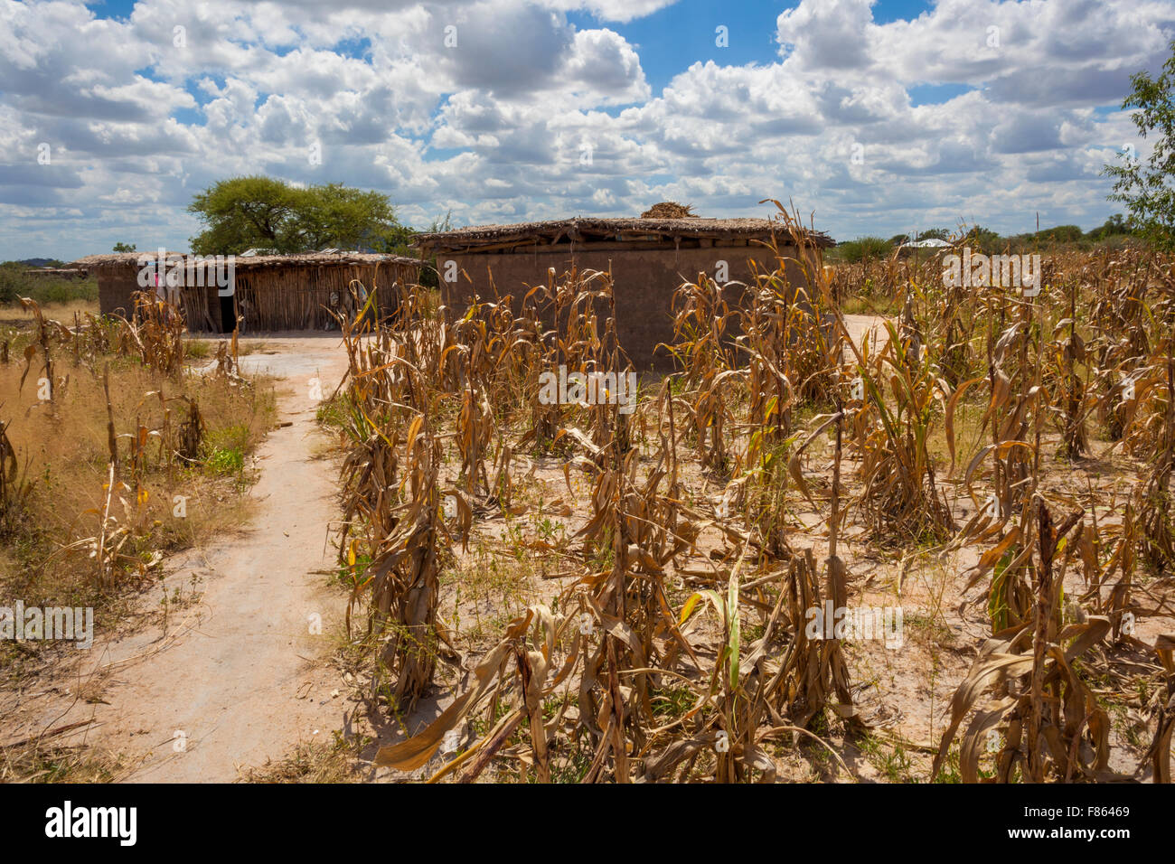 Fields of dry crops in Tanzania Stock Photo - Alamy