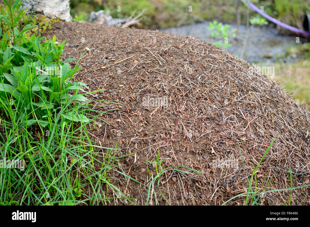 huge anthill in summer forest Stock Photo - Alamy