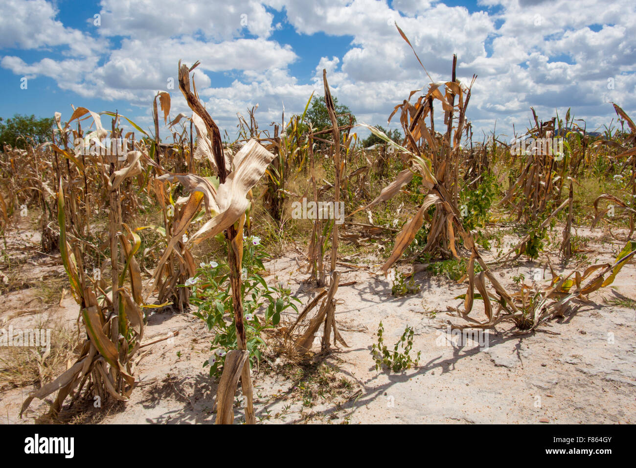 Poor crop infertile hi-res stock photography and images - Alamy