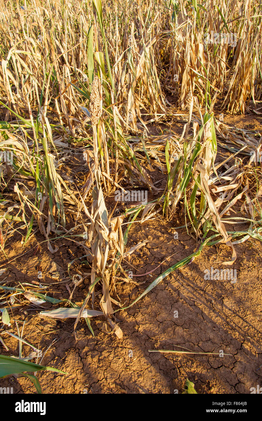 Fields of dry crops in Tanzania Stock Photo - Alamy