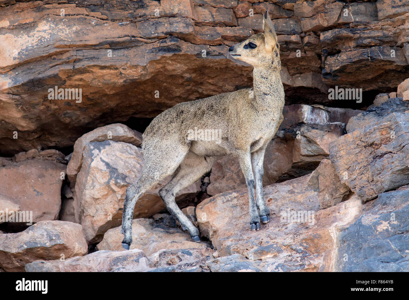 Klipspringer (Oreotragus oreotragus) - Fish River Canyon - Karas Region ...
