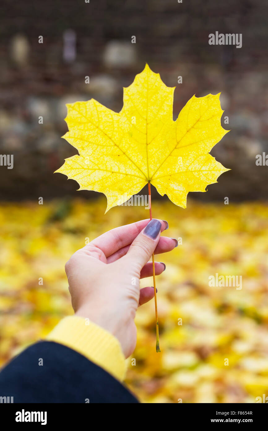 Foliage in leaf hi-res stock photography and images - Alamy