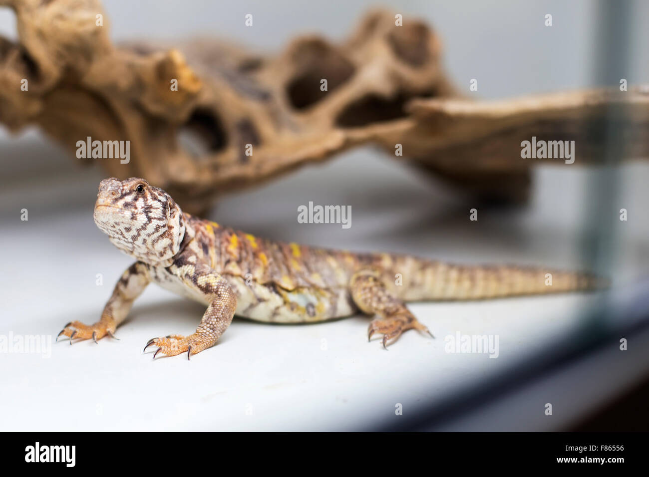 Spiny tail hi-res stock photography and images - Alamy