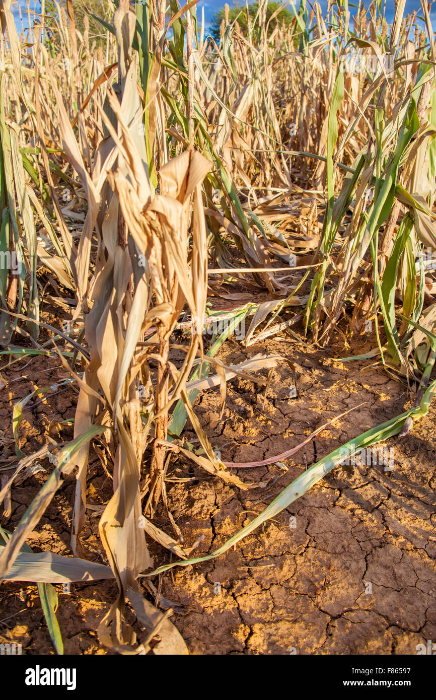 Fields of dry crops in Tanzania Stock Photo - Alamy