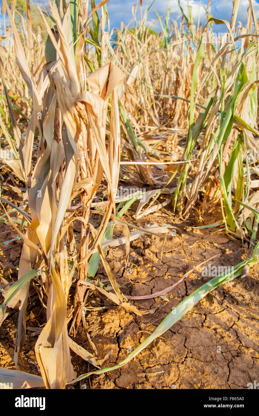 Poor crop infertile hi-res stock photography and images - Alamy