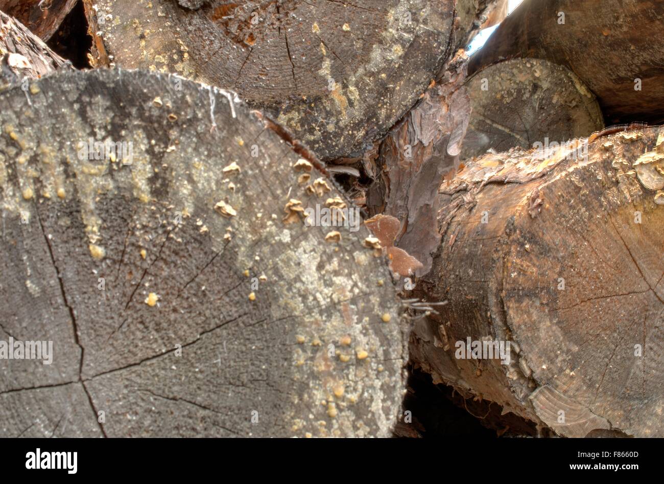 old heavy pine tree logs in pile Stock Photo - Alamy