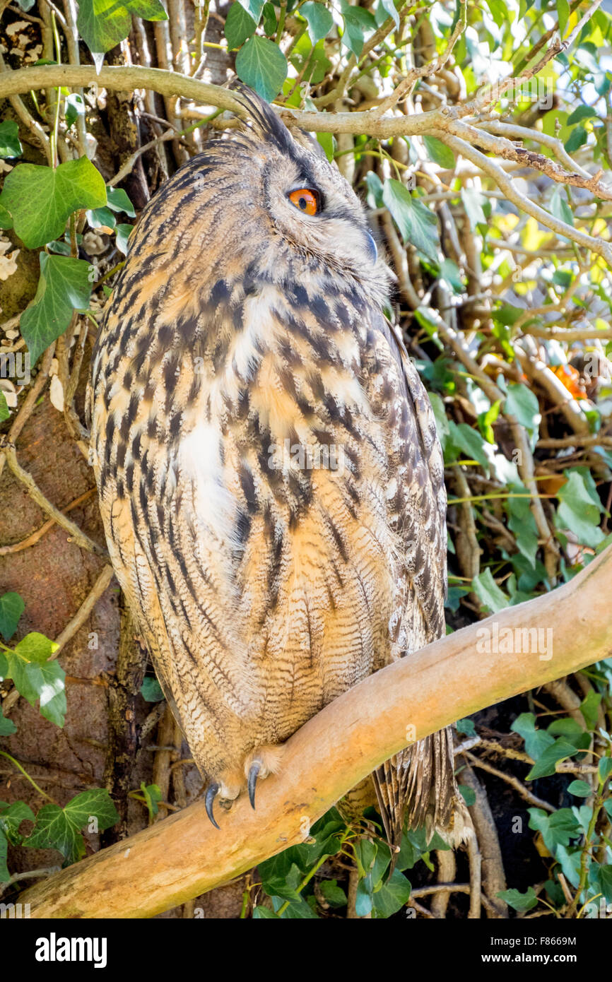 Male adult example of bubo bubo, best known as eagle owl, standing on ...