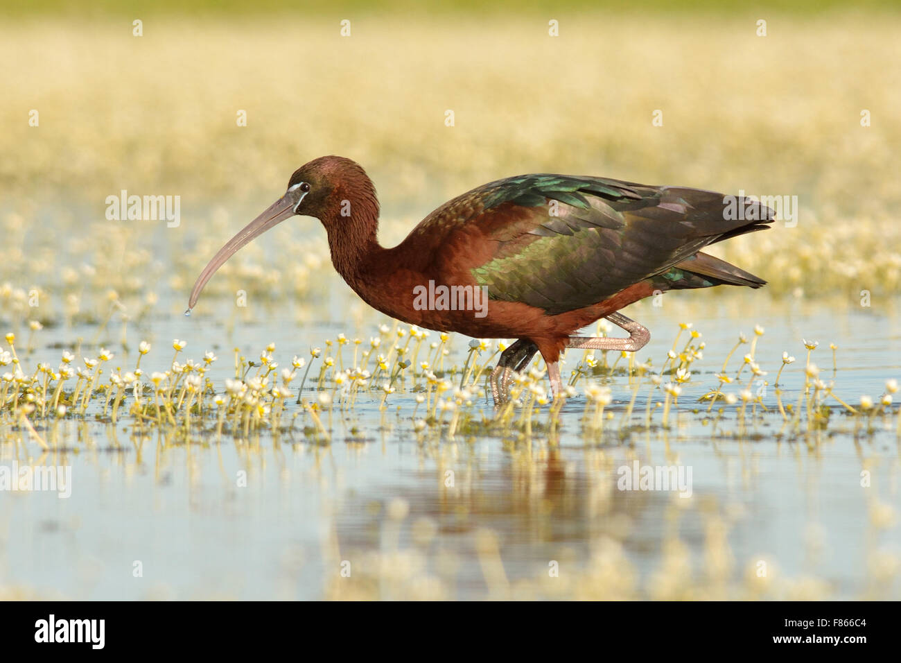 Glossy ibis europe hi-res stock photography and images - Alamy