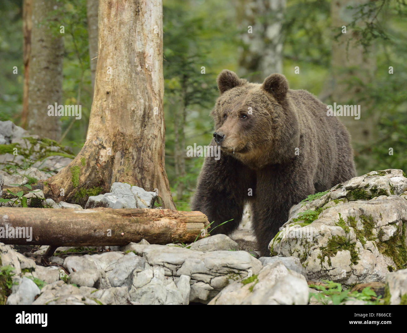 European Brown Bear in Slovenian forest Stock Photo - Alamy