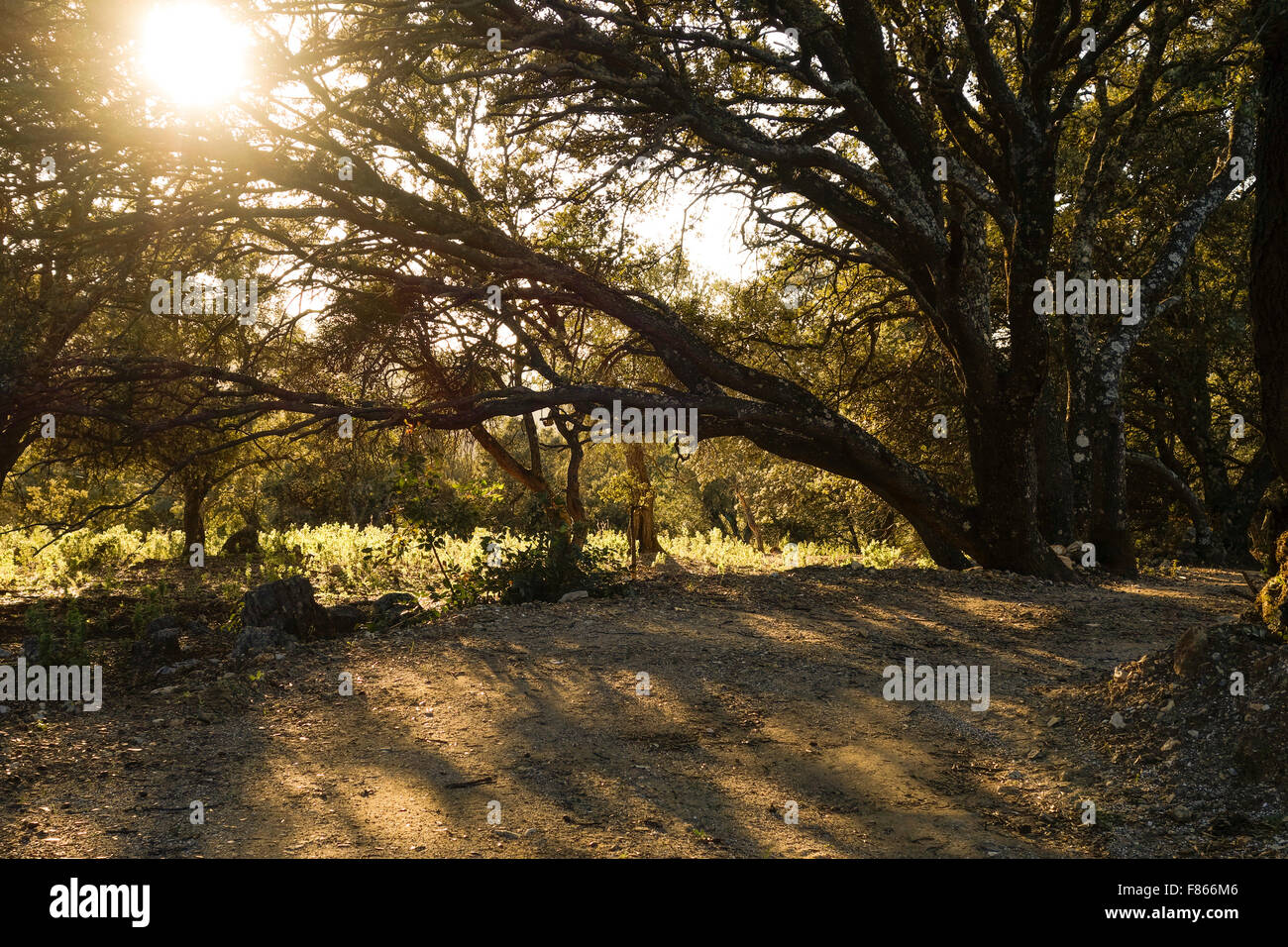 Sandy road through Cork oak forest, Andalusia, Spain Stock Photo - Alamy