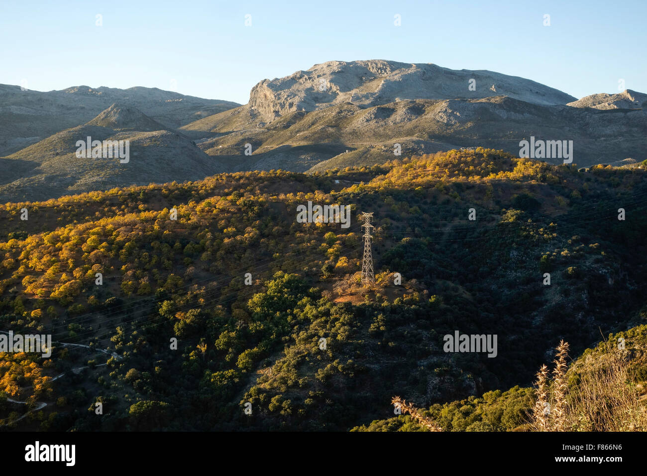 Colourful chestnut forest in the mountains of Genal valley, sunset ...