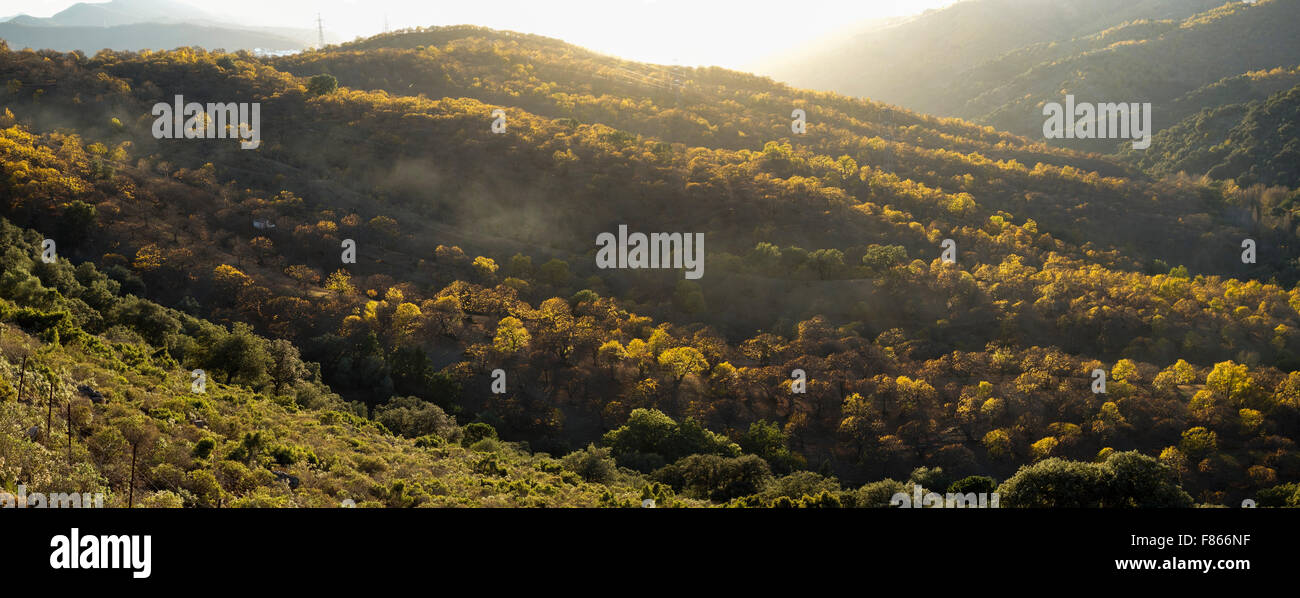 Colourful chestnut forest in the mountains of Genal valley, sunset ...