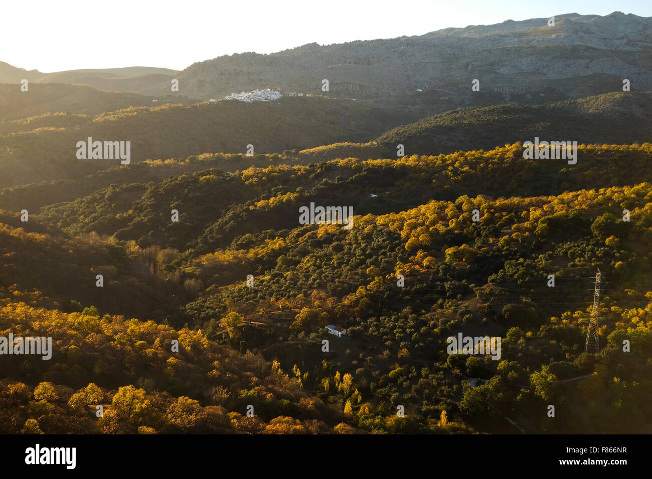 Colourful chestnut forest in the mountains of Genal valley, sunset ...