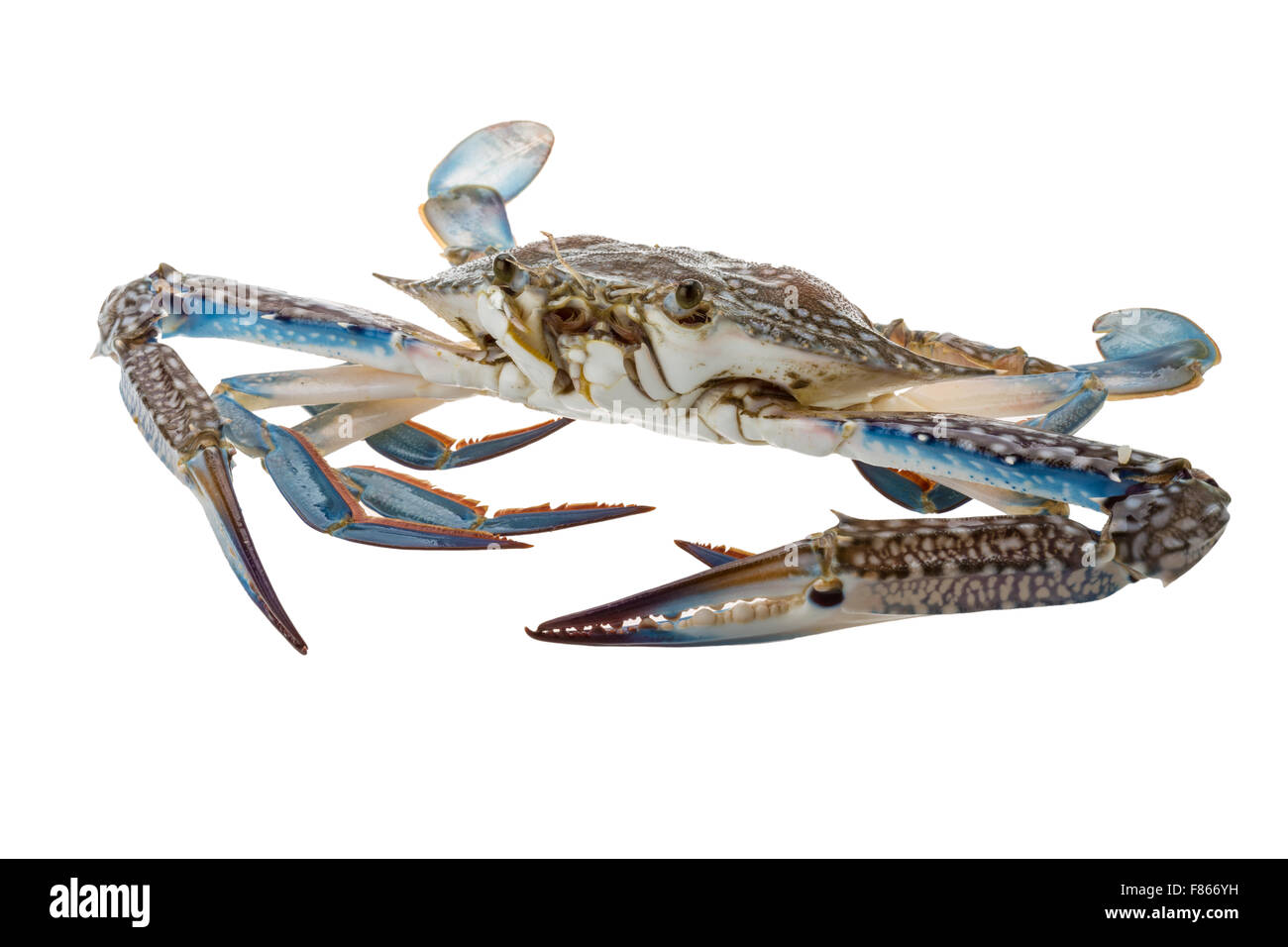 Raw blue crab - ready to cook Stock Photo - Alamy