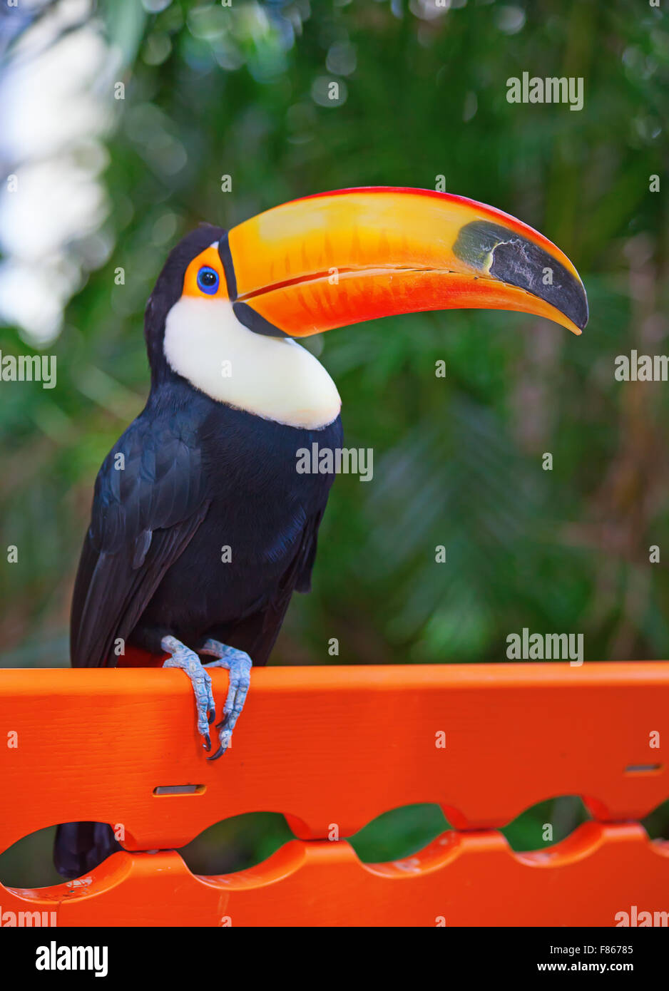 Colorful tucan in the aviary Stock Photo - Alamy
