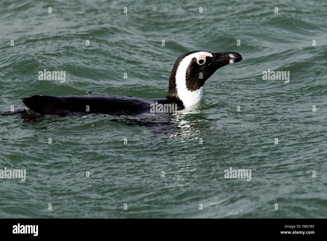 African penguin spheniscus demersus hi-res stock photography and images ...