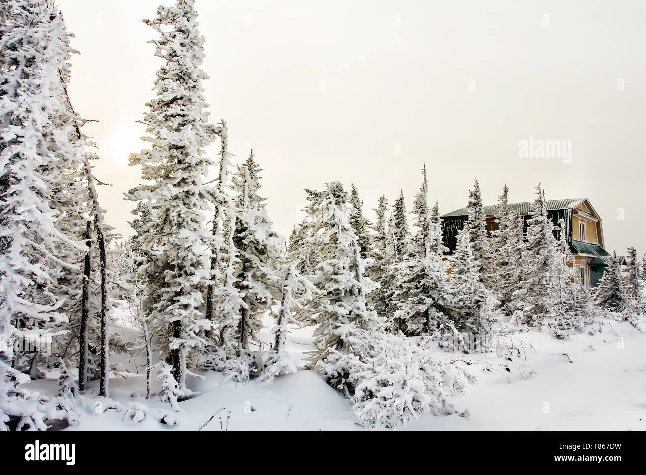 Snowy fir trees Stock Photo - Alamy