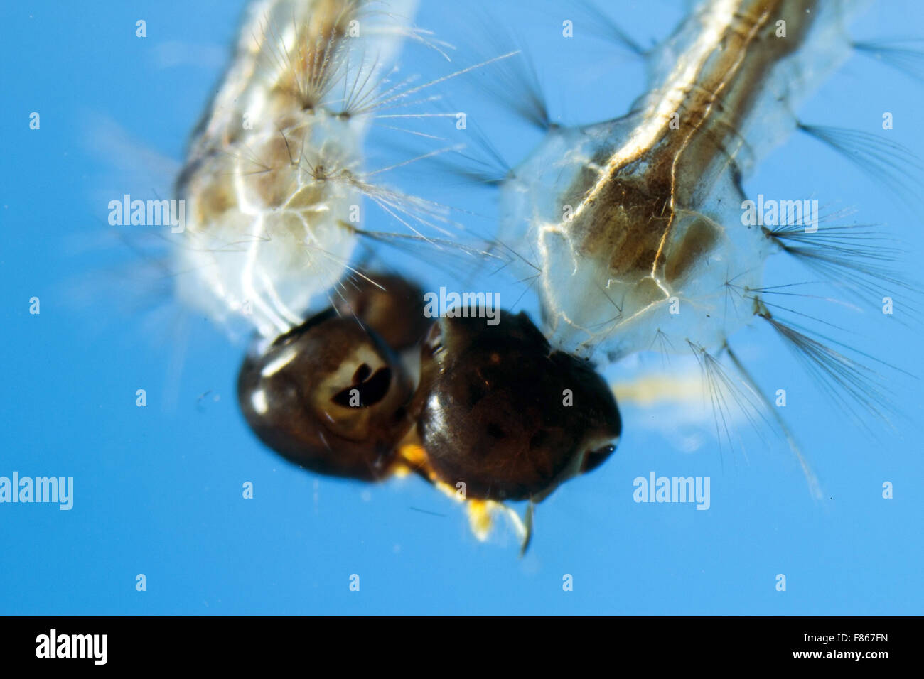 Larvae of mosquitoes, in clear water Stock Photo - Alamy