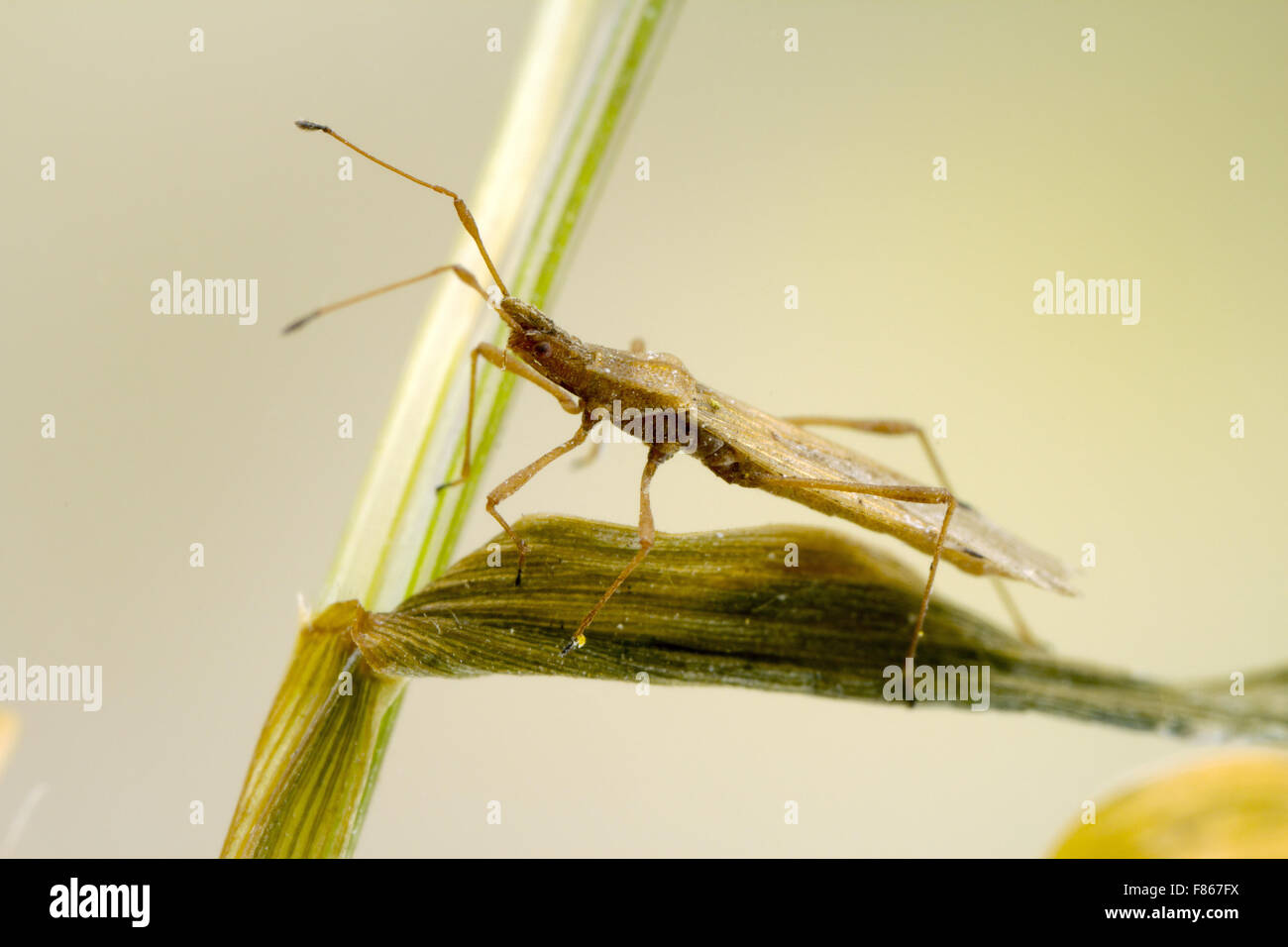 A tiny elongated bug, on a thin stem, about 2.5X life-size on sensor ...