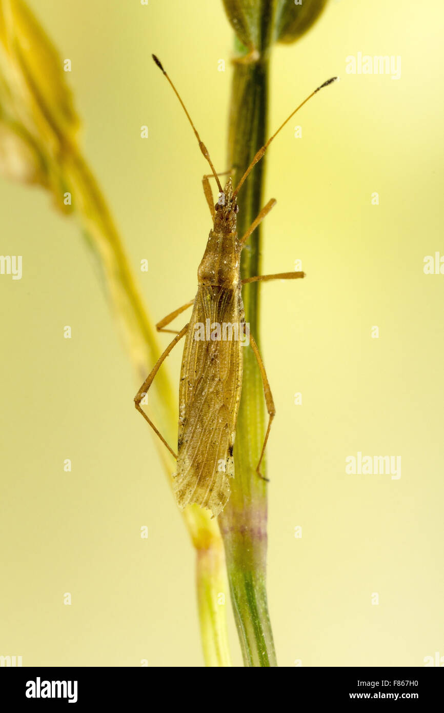 A tiny elongated bug, on a thin stem, about 2.5X life-size on sensor ...
