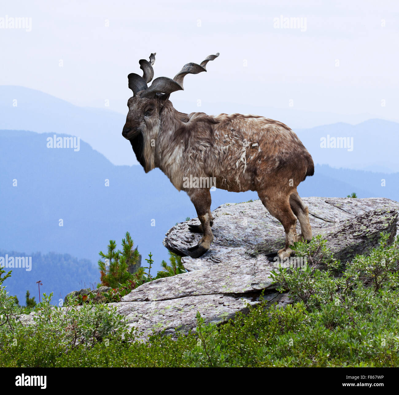 Markhor markhoor hi-res stock photography and images - Alamy
