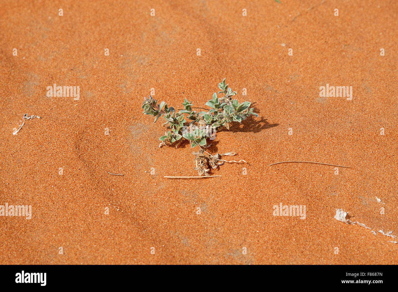 Red sand "Arabian desert" near Riyadh, Saudi Arabia Stock Photo - Alamy