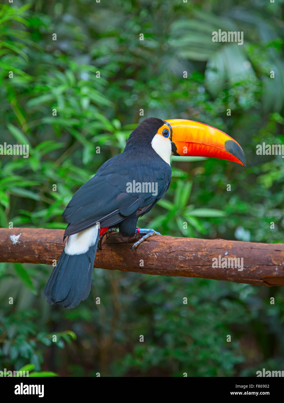 Closeup toucan blue eye ramphastos hi-res stock photography and images ...