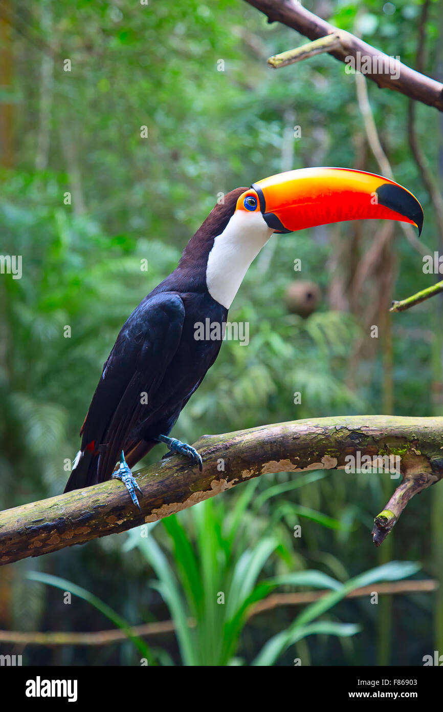 Closeup toucan blue eye ramphastos hi-res stock photography and images ...