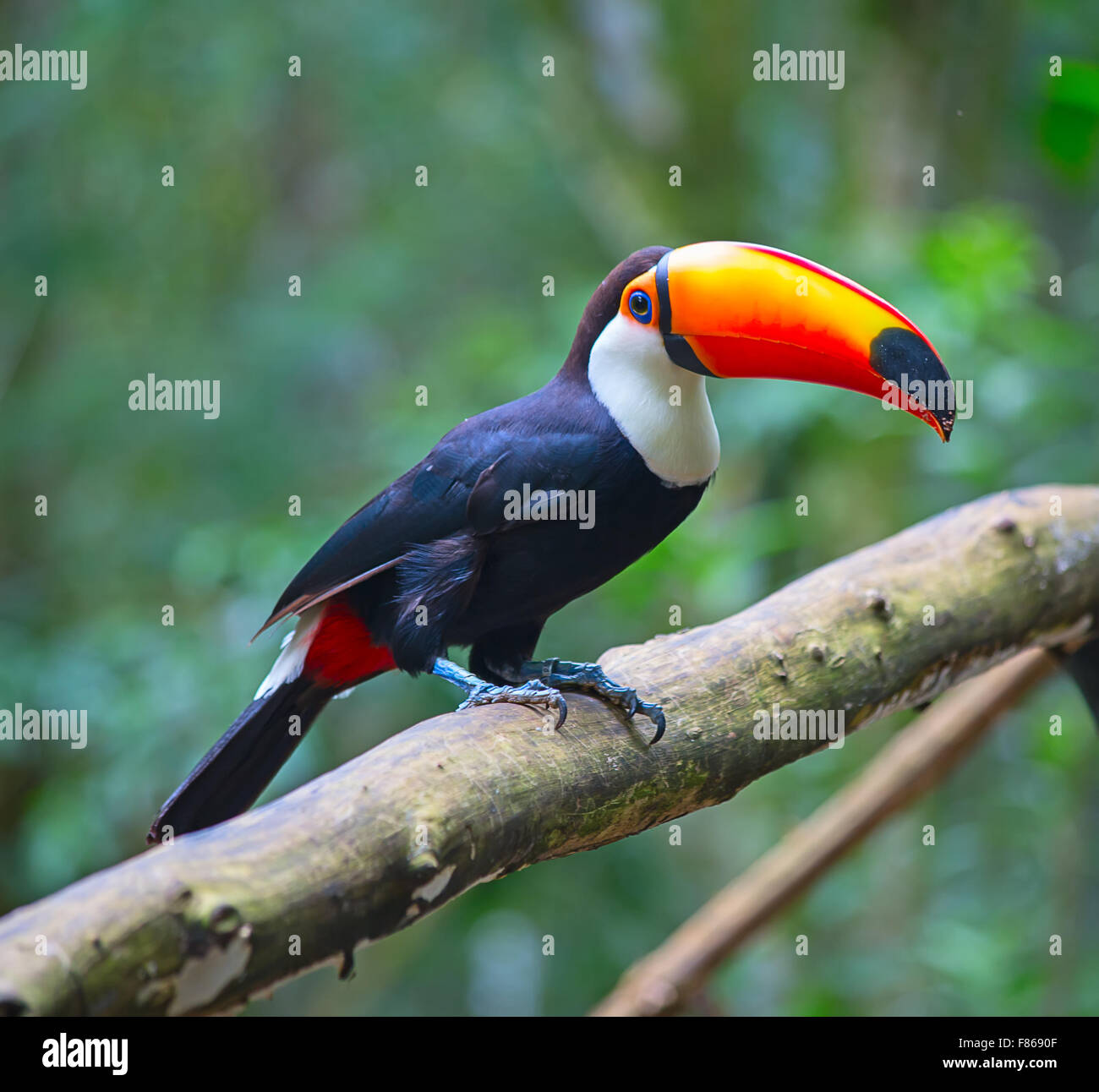 Colorful toco tucan in the aviary Stock Photo - Alamy