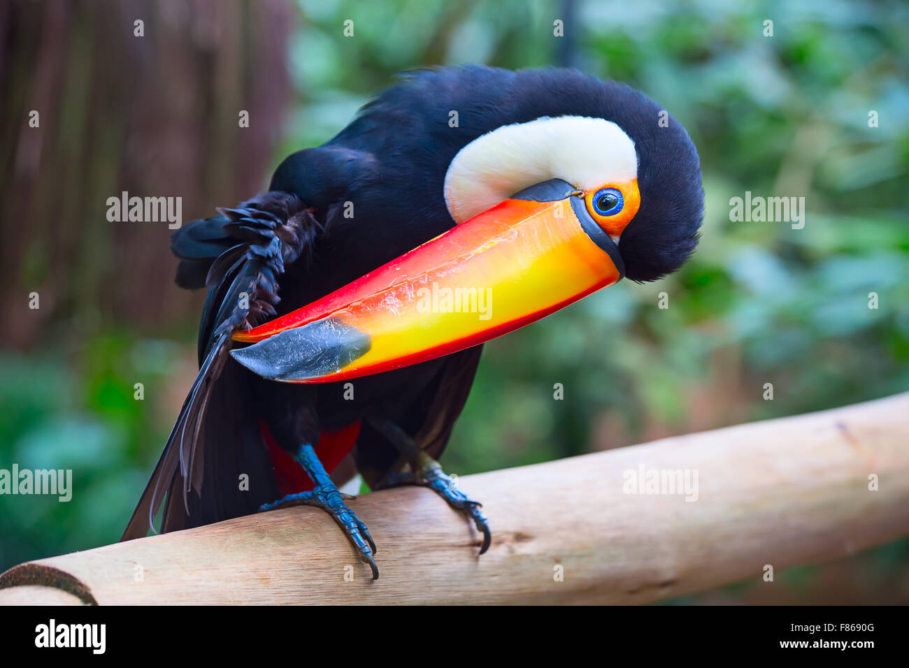 Colorful tucan in the aviary Stock Photo - Alamy