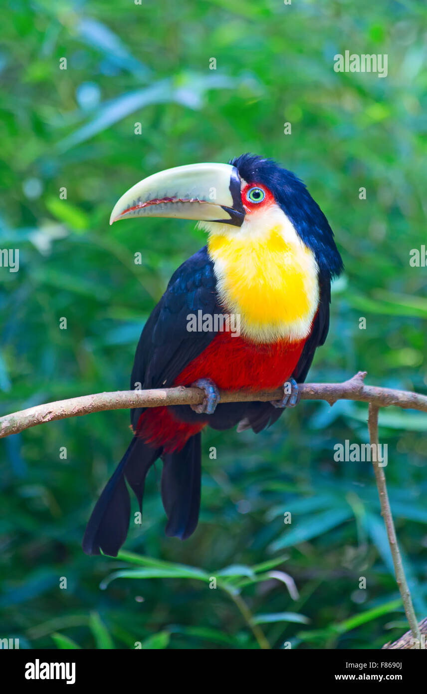 Closeup toucan blue eye ramphastos hi-res stock photography and images ...
