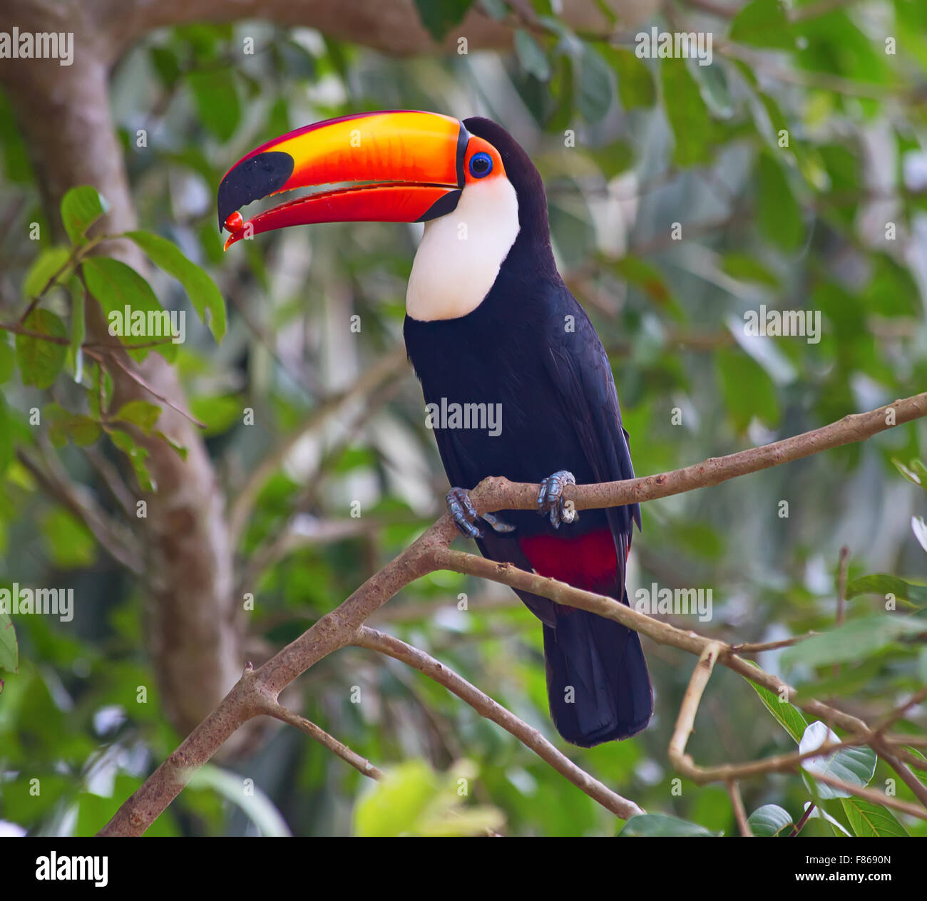 Colorful tucan in the aviary Stock Photo - Alamy
