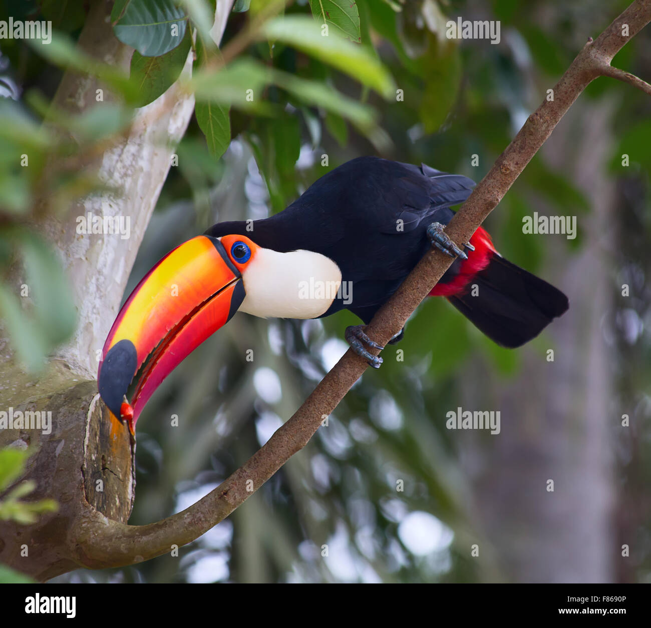 Colorful tucan in the aviary Stock Photo - Alamy