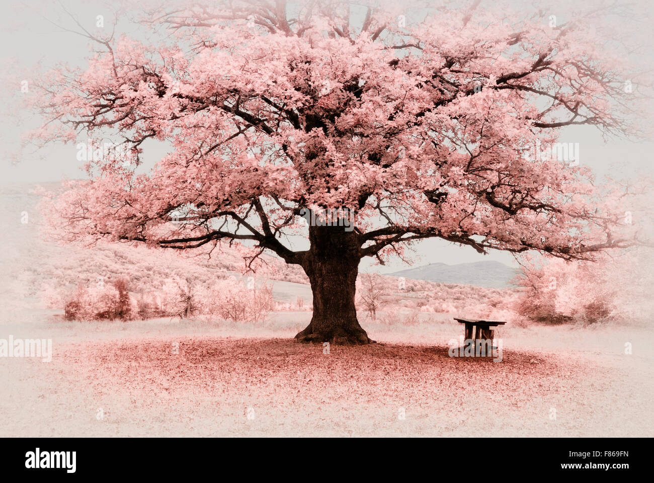 Infrared big tree. Composition of nature Stock Photo - Alamy
